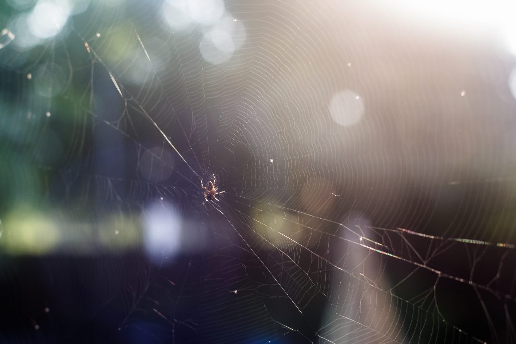 Photographing Spider Webs - Much Harder Than I Thought...