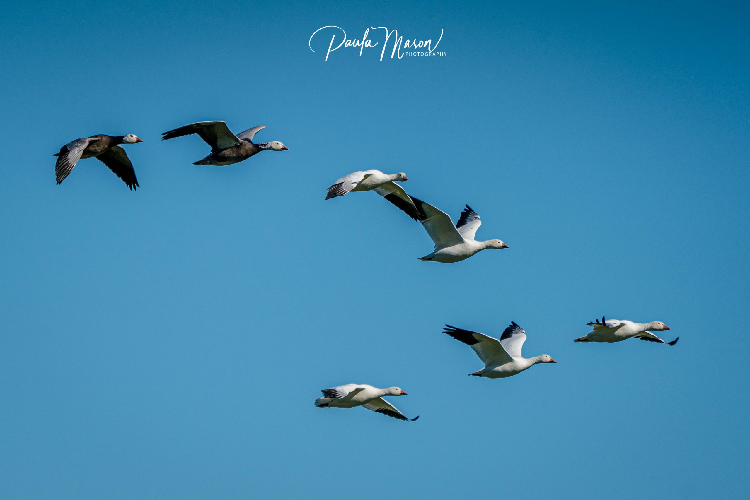 Hagerman National Wildlife Refuge...One of my Happy Places!