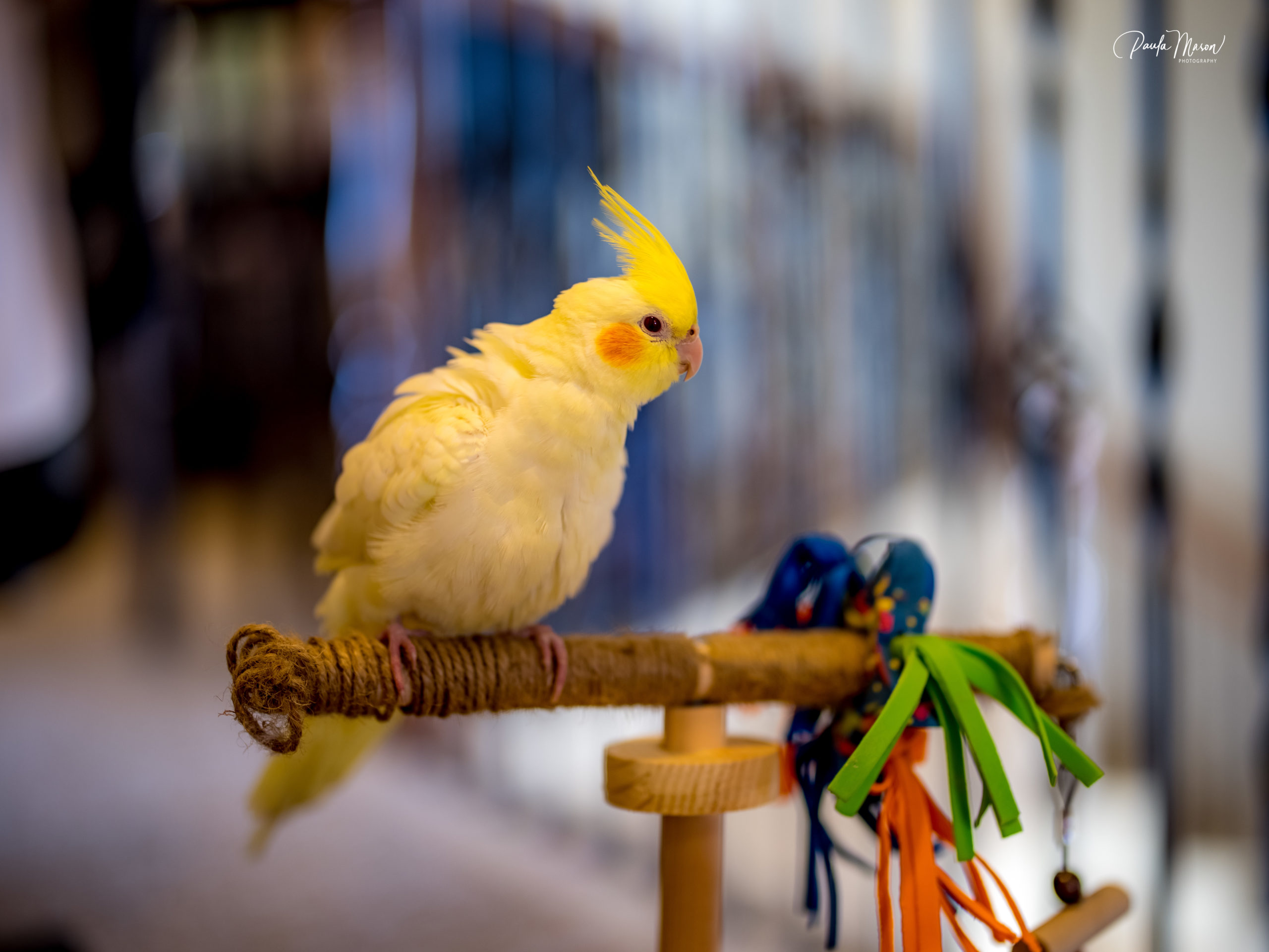 Sweet, Funny Gizmo: We Never Thought We Could Love a Pet Bird This Much!!